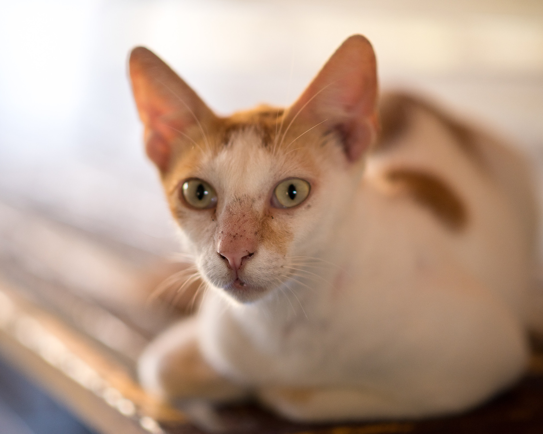 Kalote Animal Trust – Sanctuary for Old and Abandoned Animals