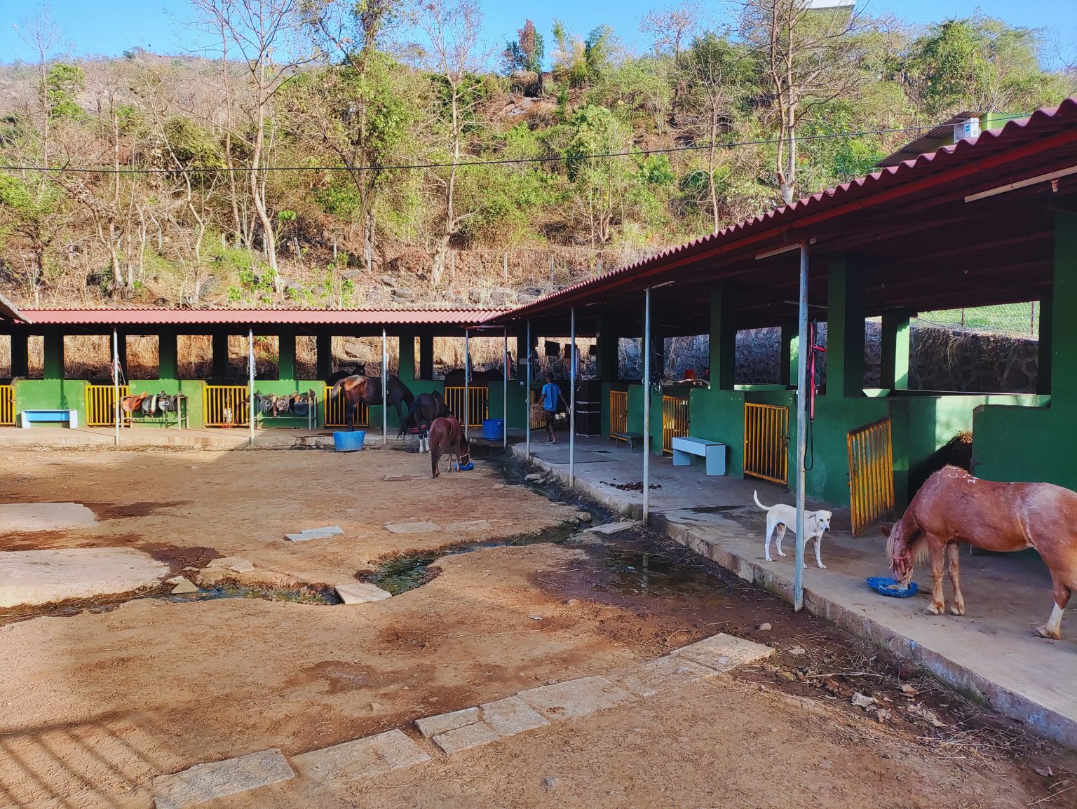 Our Facilities – Kalote Animal Trust